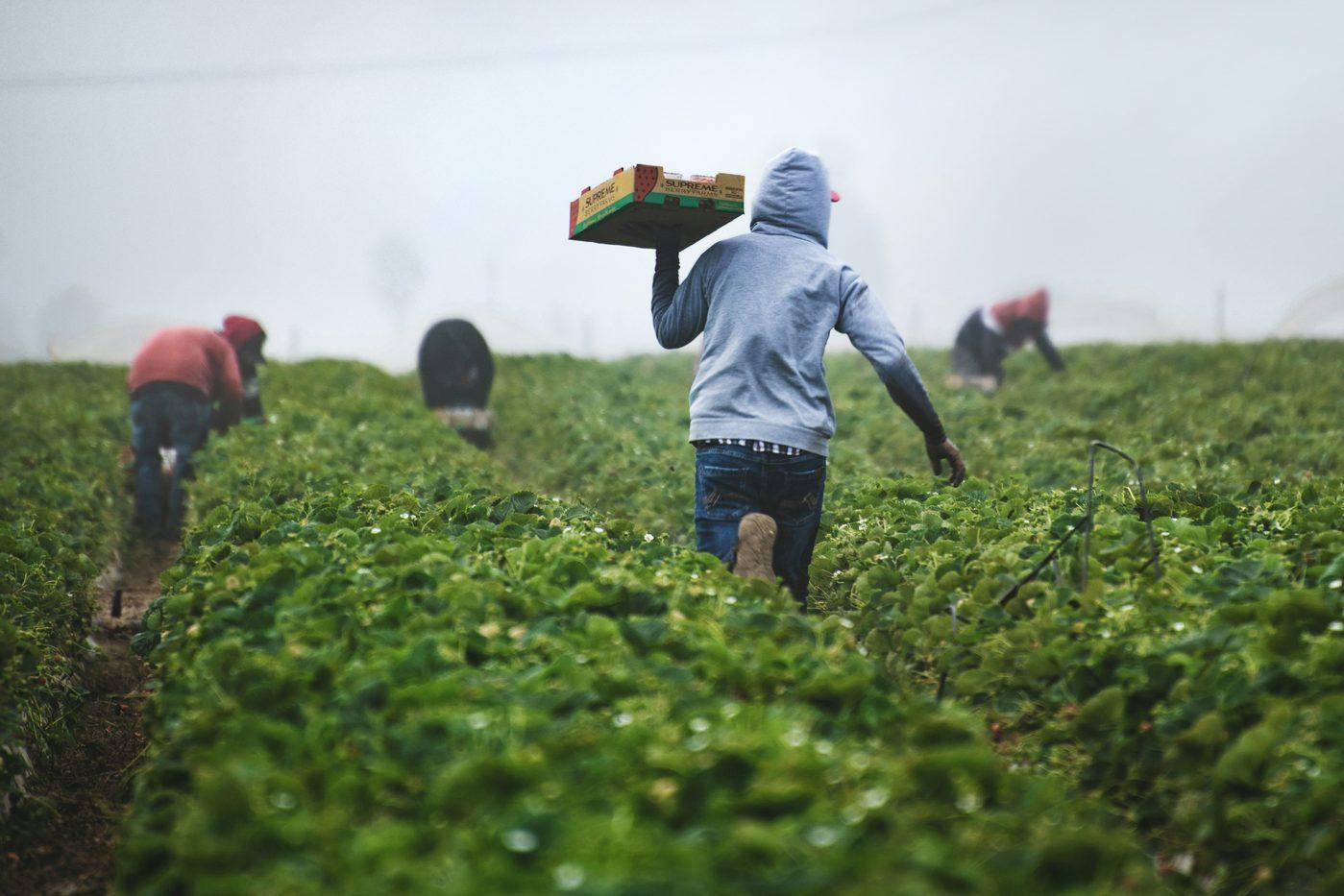 Chronic farm worker shortage needs common-sense reform: NSW Farmers