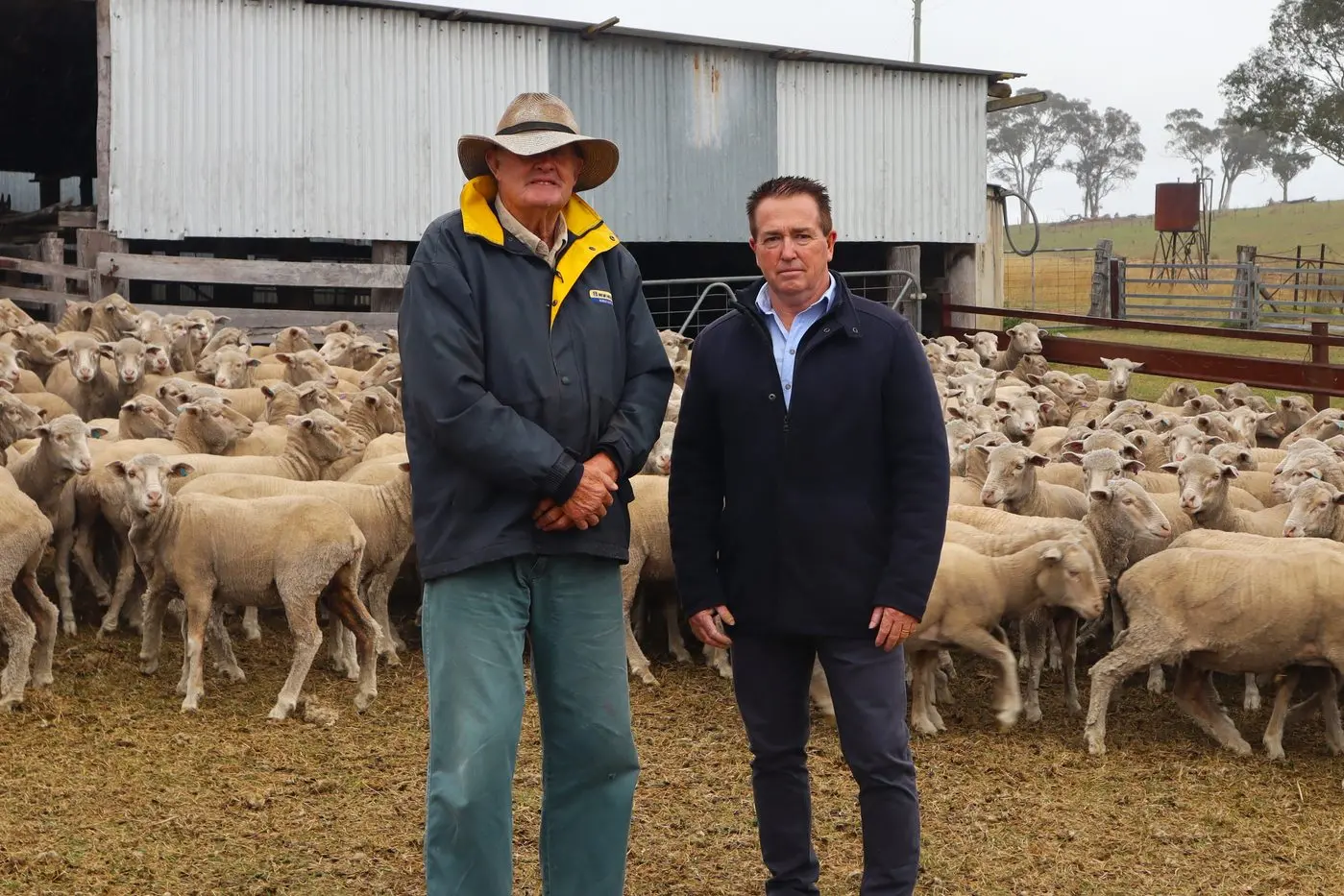 Feral dogs devastate Capertee Valley sheep farms