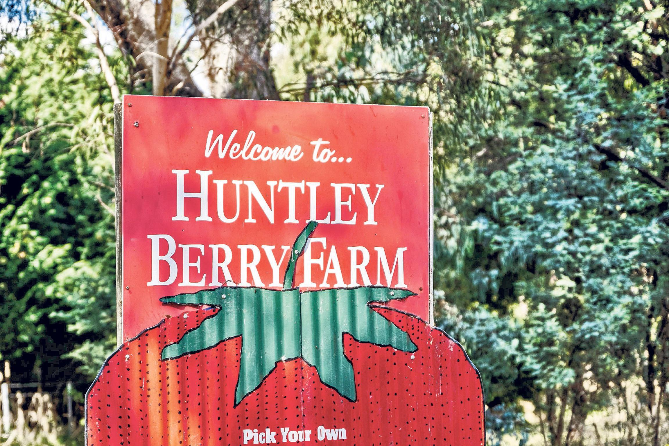 Huntley Berry Farm ready for a bumper berry season