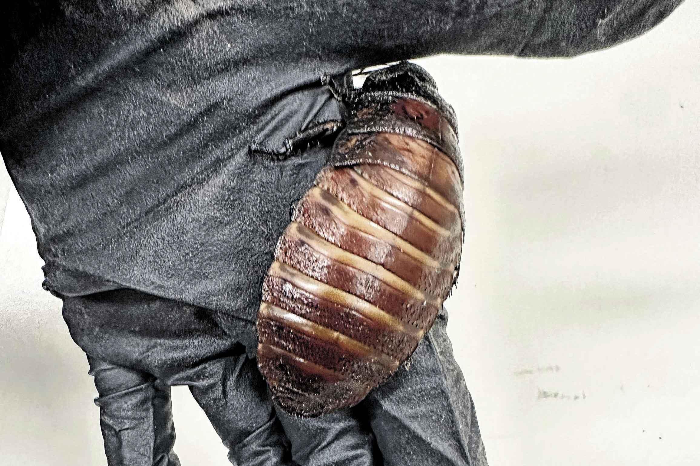 100,000 illegal cockroaches seized from Bathurst breeder